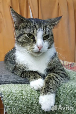 Общительная чудилка