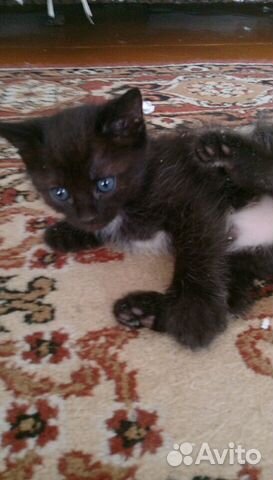 Мальчуган и две девчушки