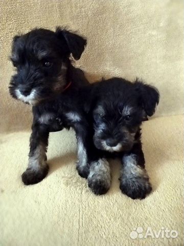 Продажа щенков цвергшнауцера