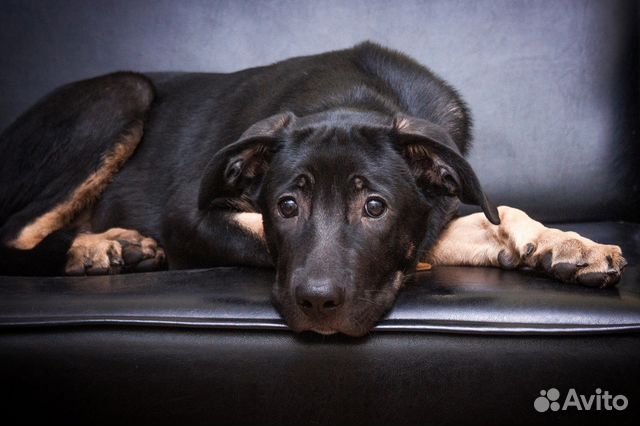 Блистательная звездочка, щенок Бьянка ищет семью