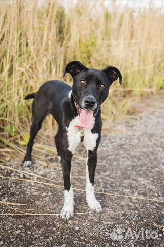 Красотка Бони - крупный щенок подросток