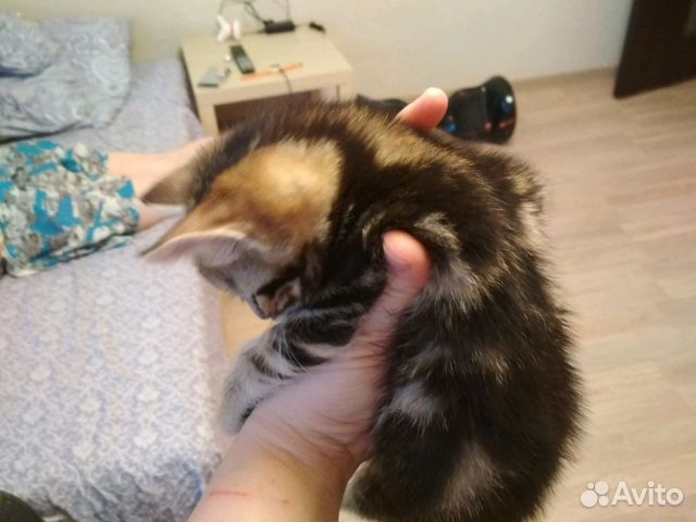 Братиславская с бингалом