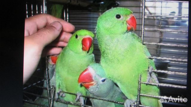 Попугаи ожереловые птенцы из гнезда