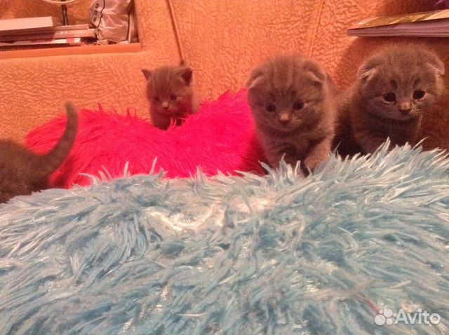 Котята