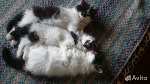 Отдам миленьких котят