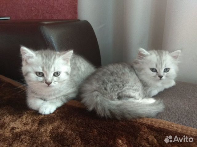 Котята