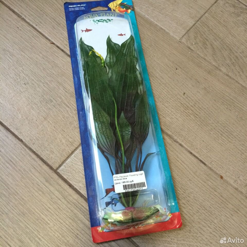 Продам растение flowering lage 28 см