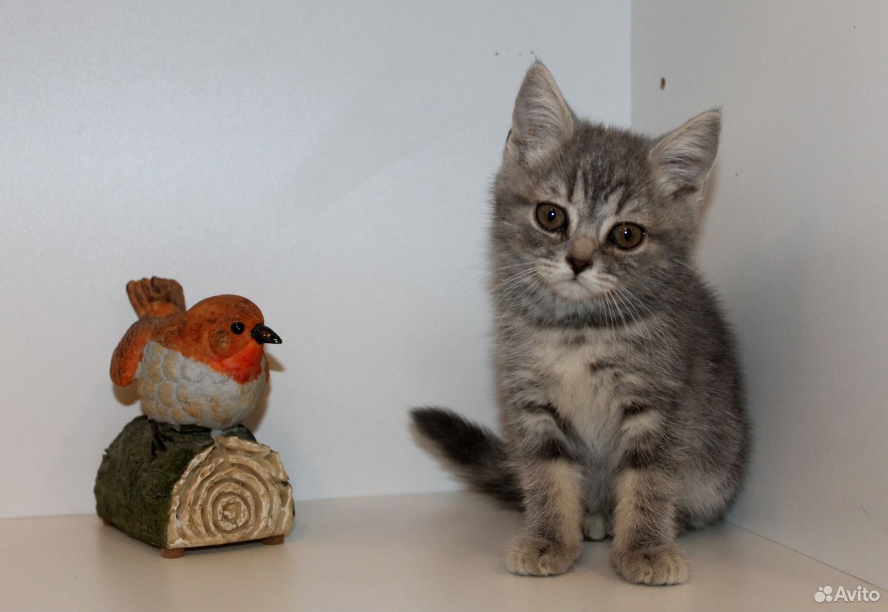 Котята (голубой мрамор)