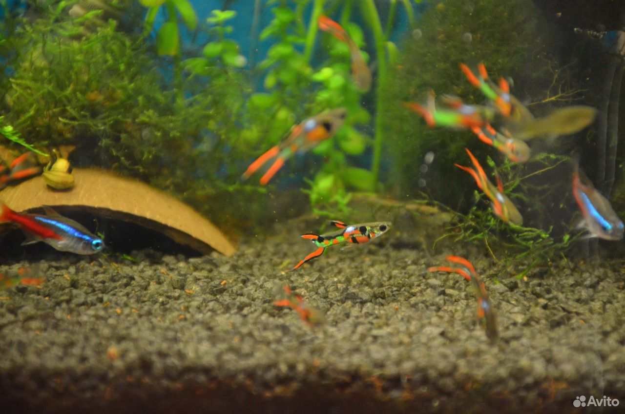 Гуппи Эндлера (пара)