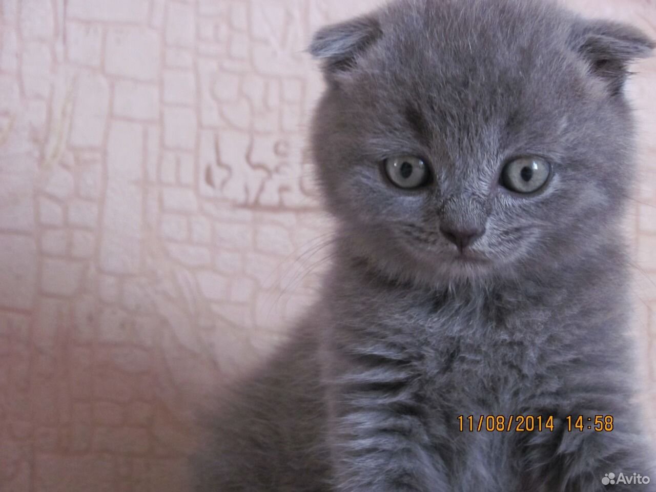 Котята для души