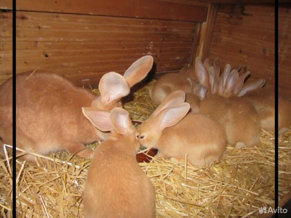 Немецкий Ризен окраса "Голд". Разные возраста