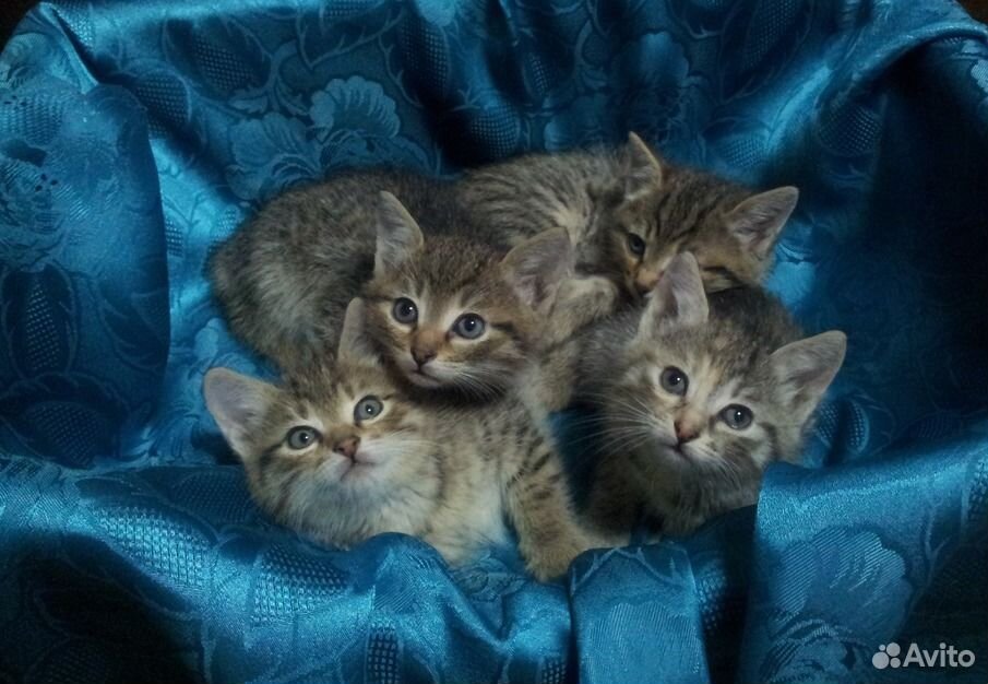 Великолепные котята ждут своих любящих хозяев