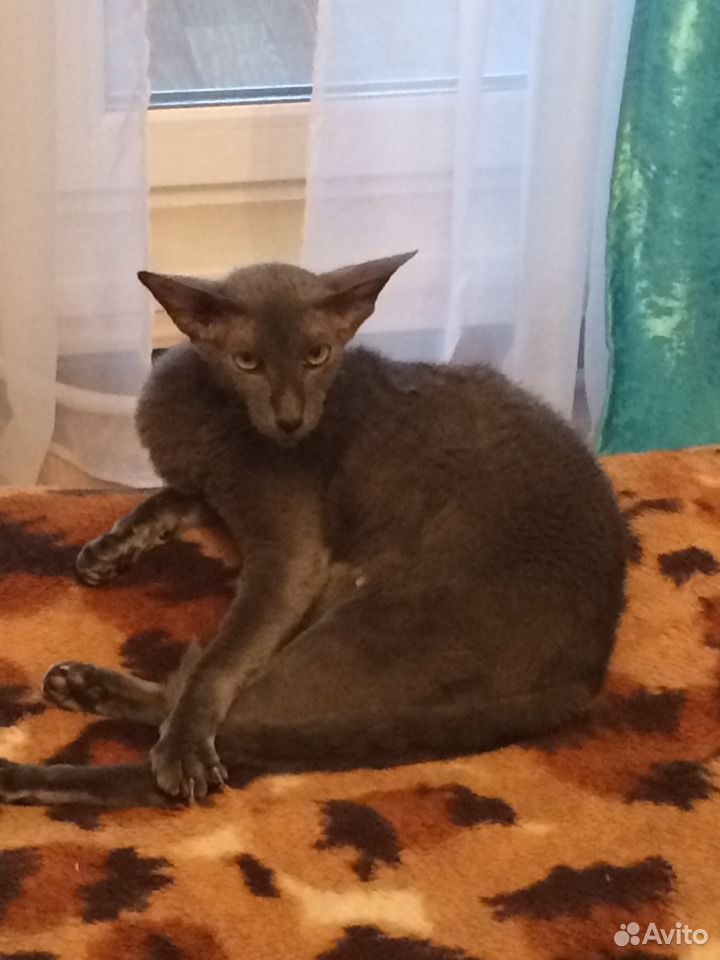 Отдам кота сфинкс велюровый