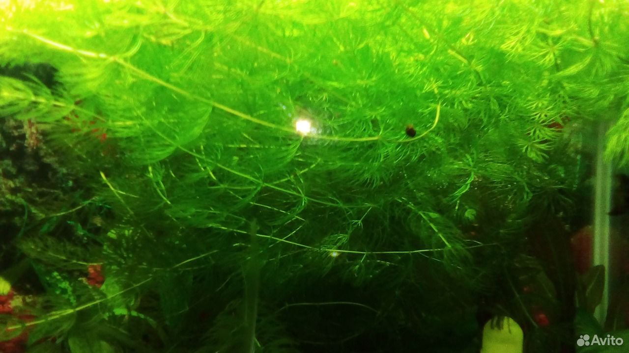 Роголистник обменяю