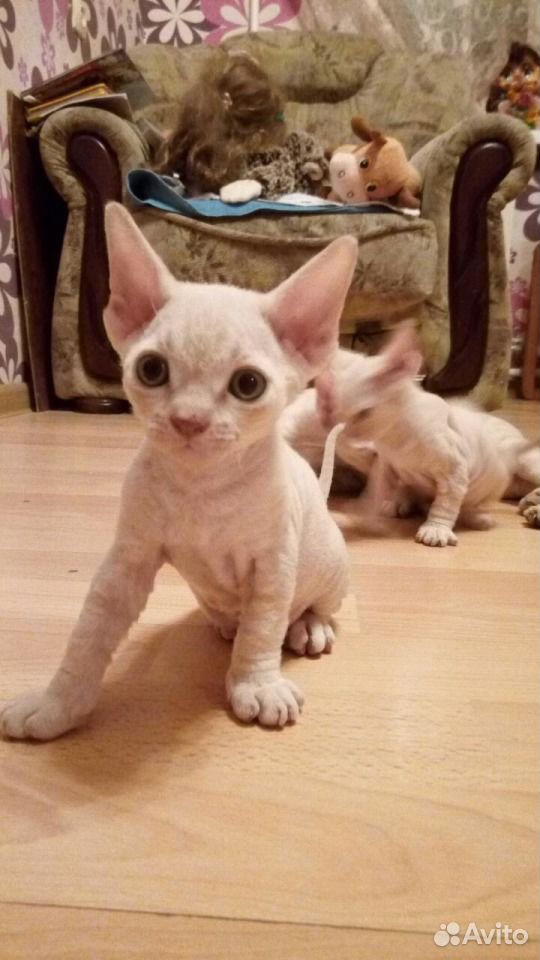 Котята девон рекс