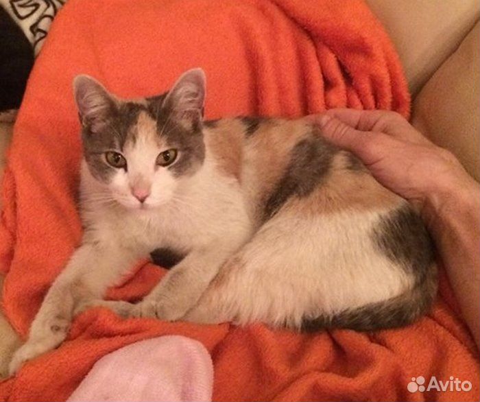 Красавица Бланка-кошечка в хорошие руки