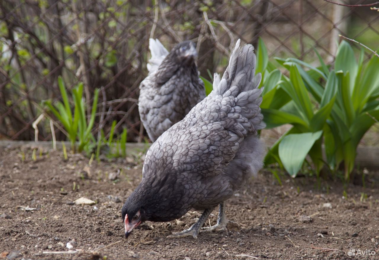 Несушки, Молодки, Курицы, Чешский Доминант