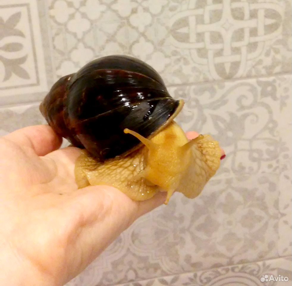 Улитки Ахатины отдаю гигантских улиток