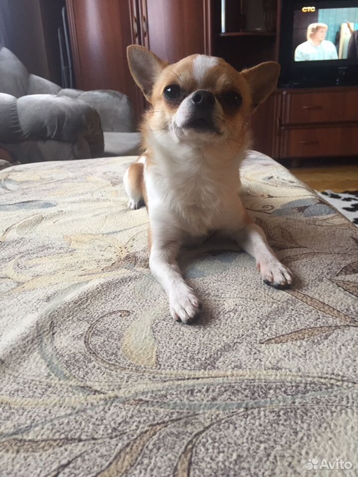 Чихуахуа на случку