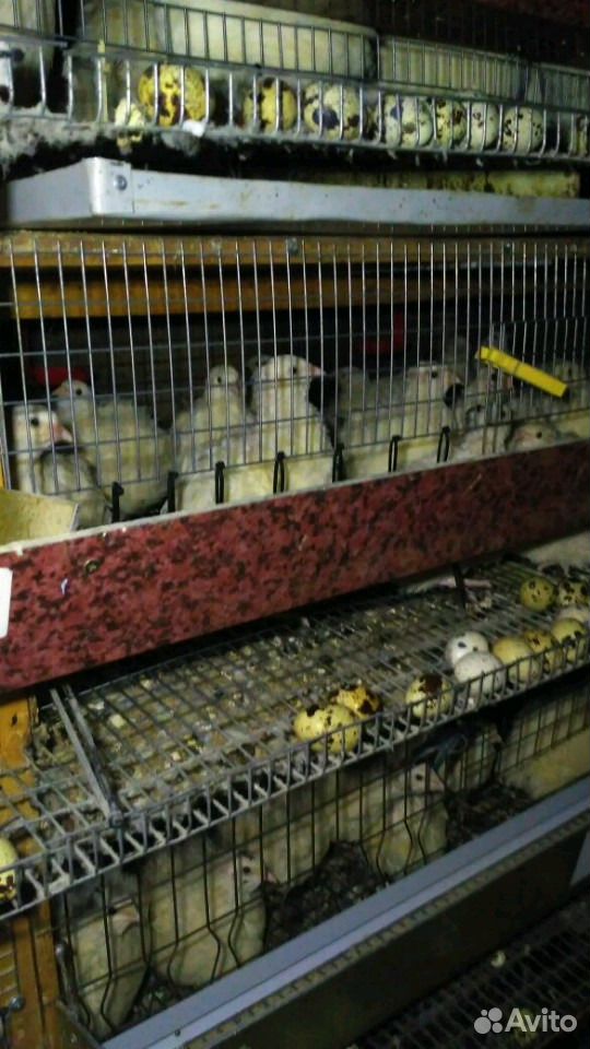 Перепела Техасцы, Несушки