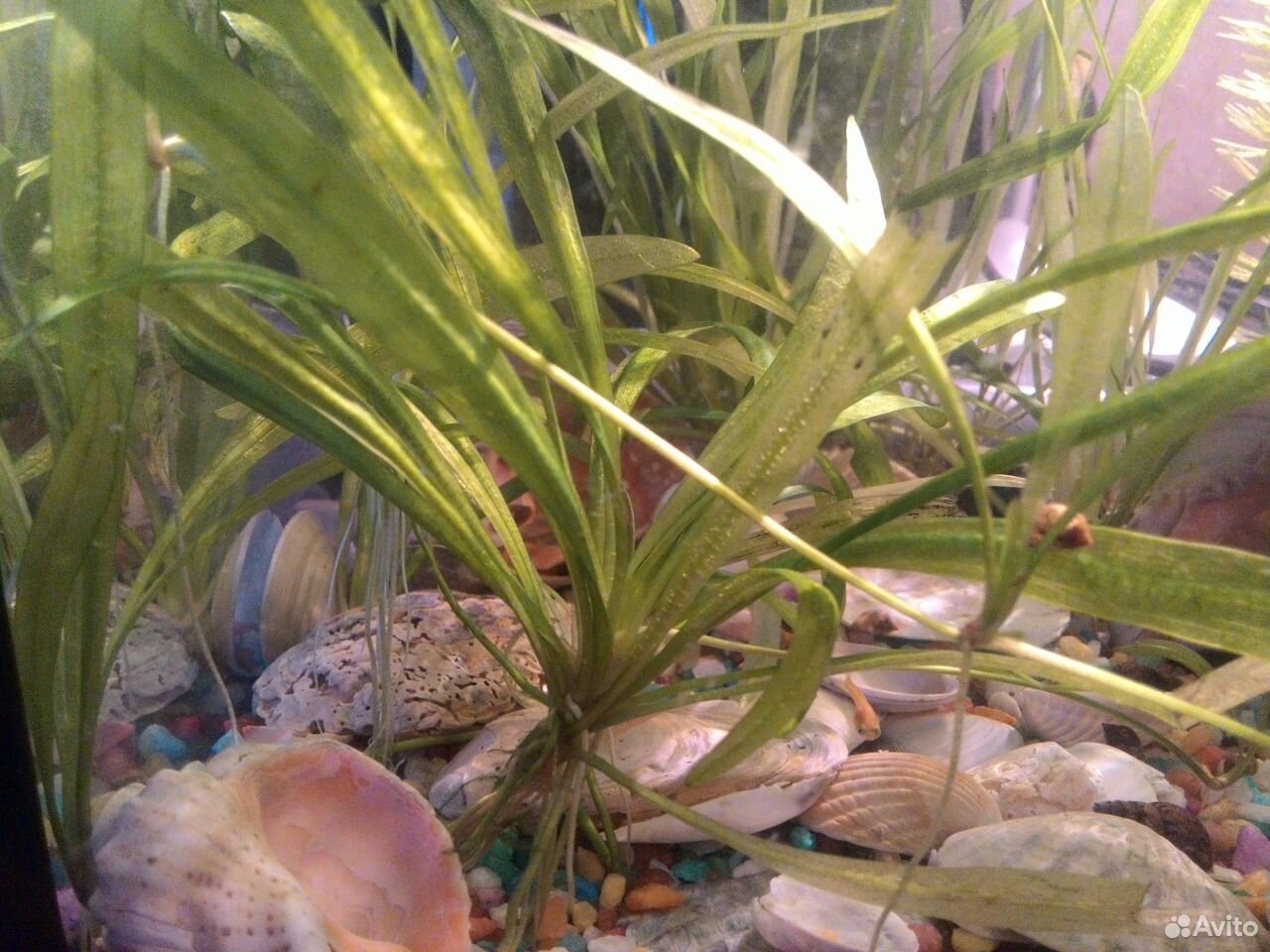 Водоросли и улитки