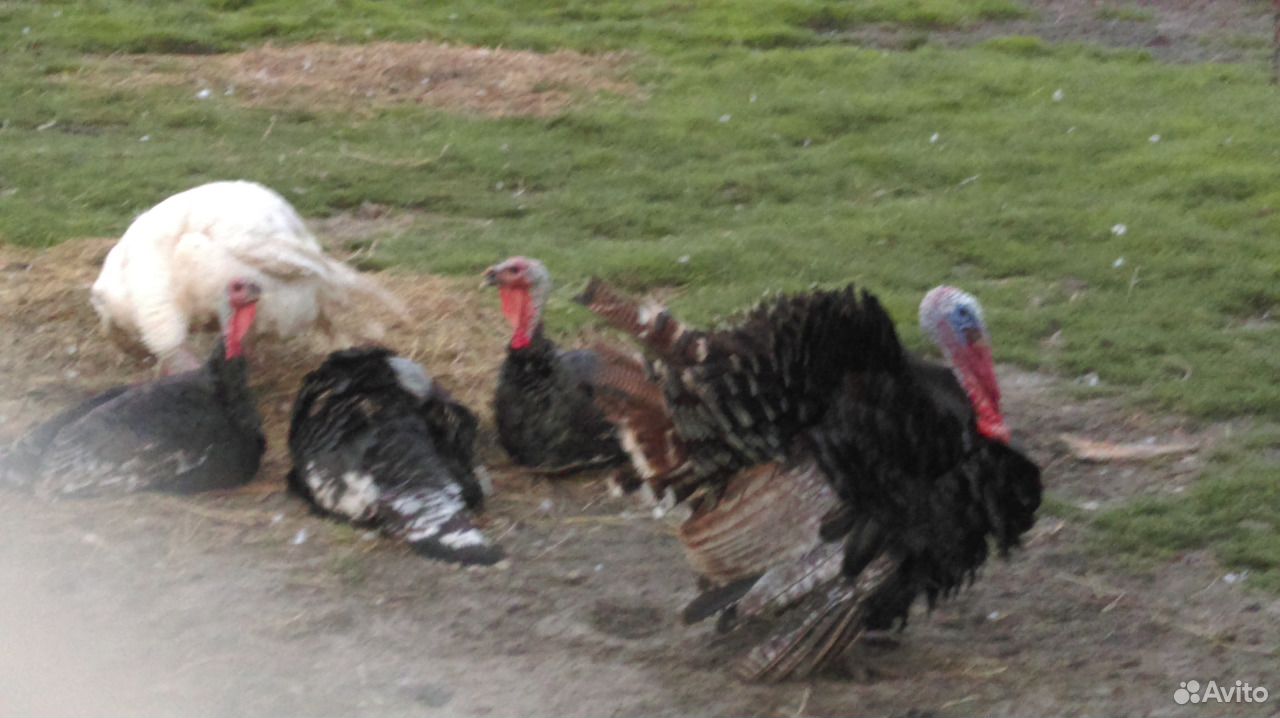 Продукты лпх