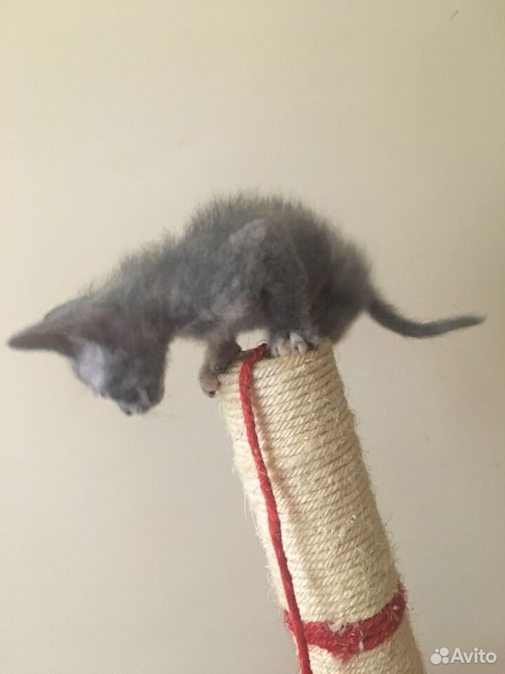 Котята сфинкс