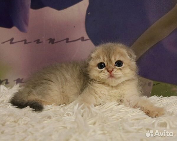 Голубой золотой котик скоттиш-фолд