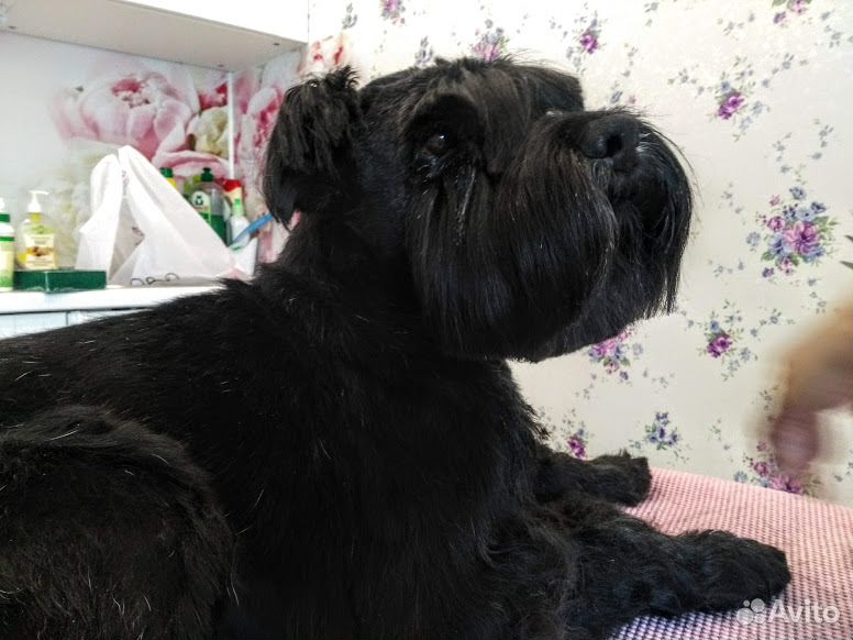 Черный миттельшнауцер Федя, 8 лет, в добрые руки