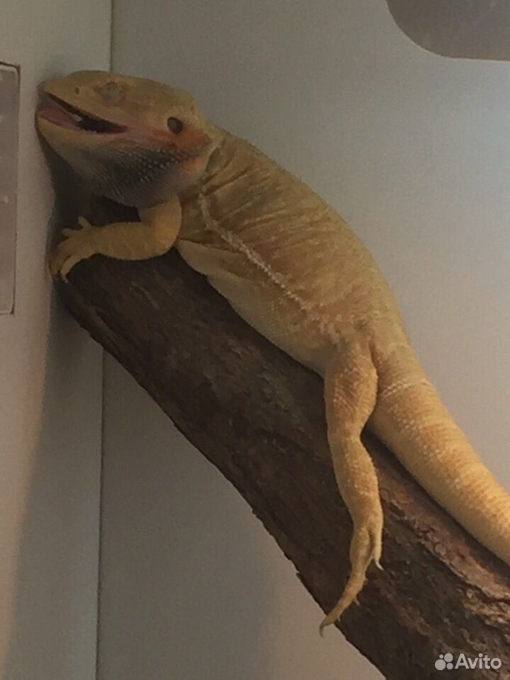 Бородатая агама