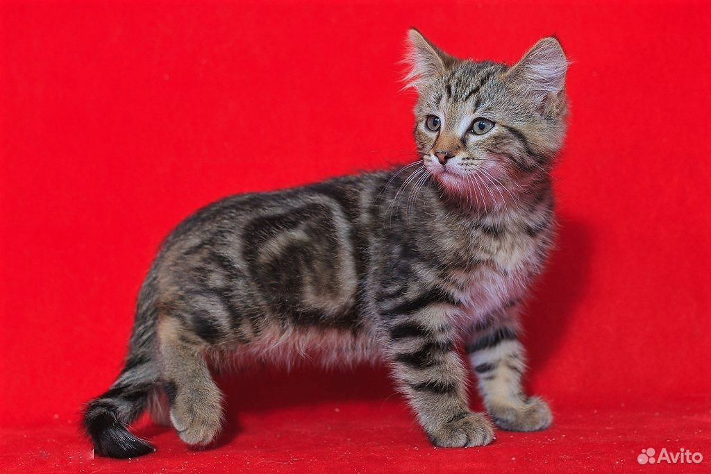 Котенок-мальчик мраморного окраса в дар - 3 мес