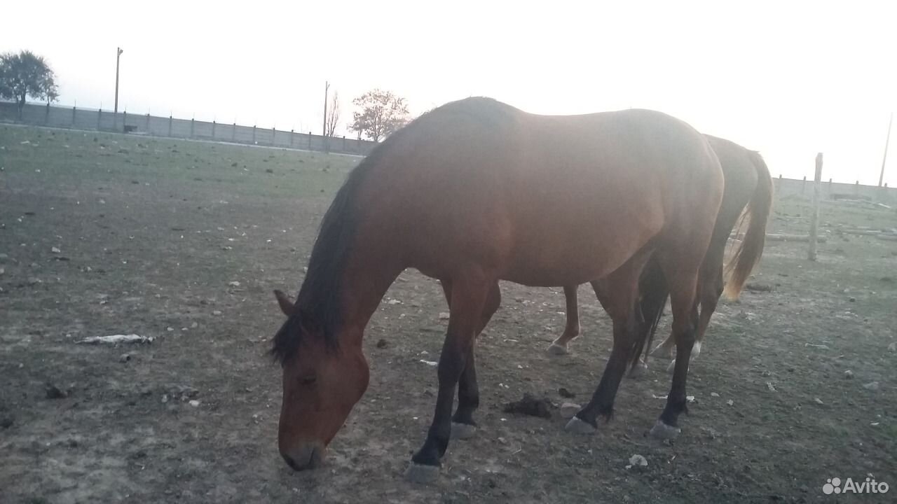 Продаю лошадей