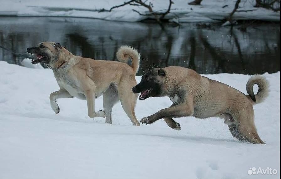 Турецкий кангал