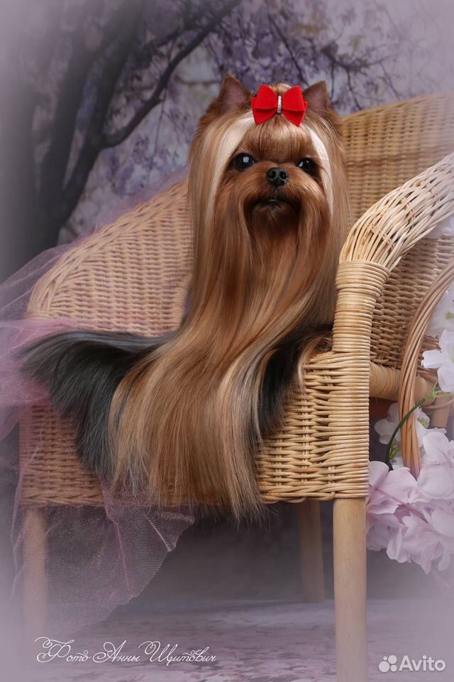 Элитные щенки йорка