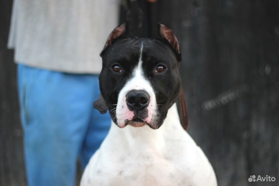 Шикарный пес-компаньон в добрые руки