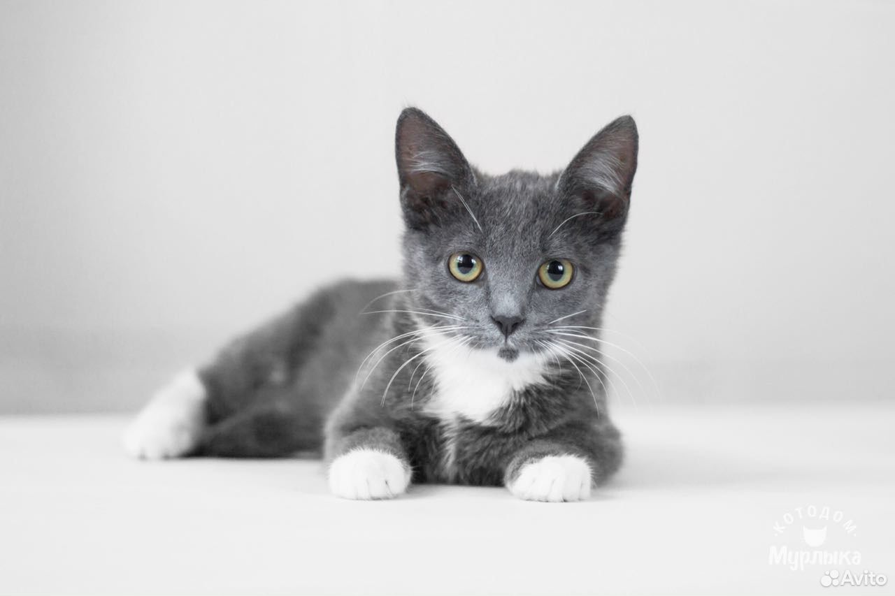 Котёнок Дымка, девочка, 5 мес