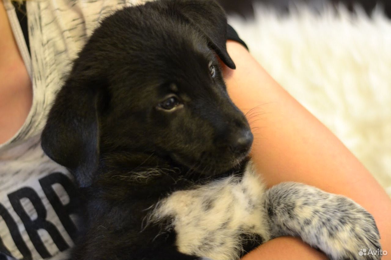 Щенок Росс в дар