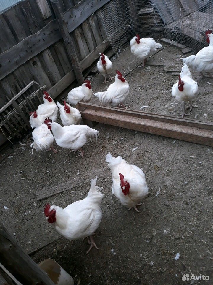 Продажа птиц.Мясом