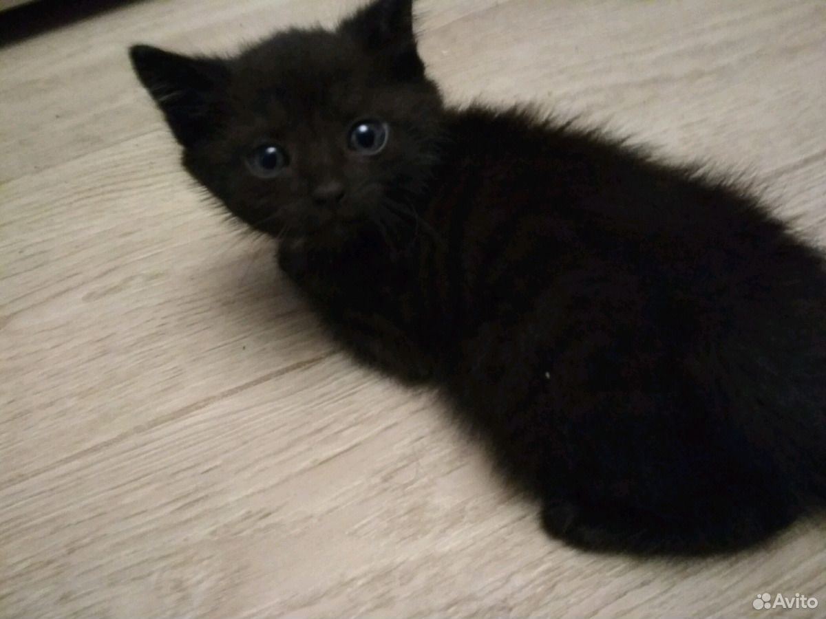 Черный везучий котёнок)
