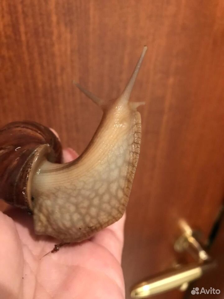 Подарю улиток ахатин