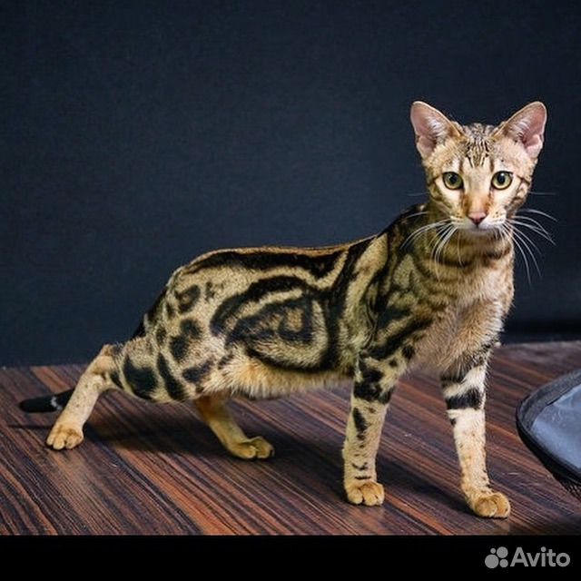 Котенок саванна