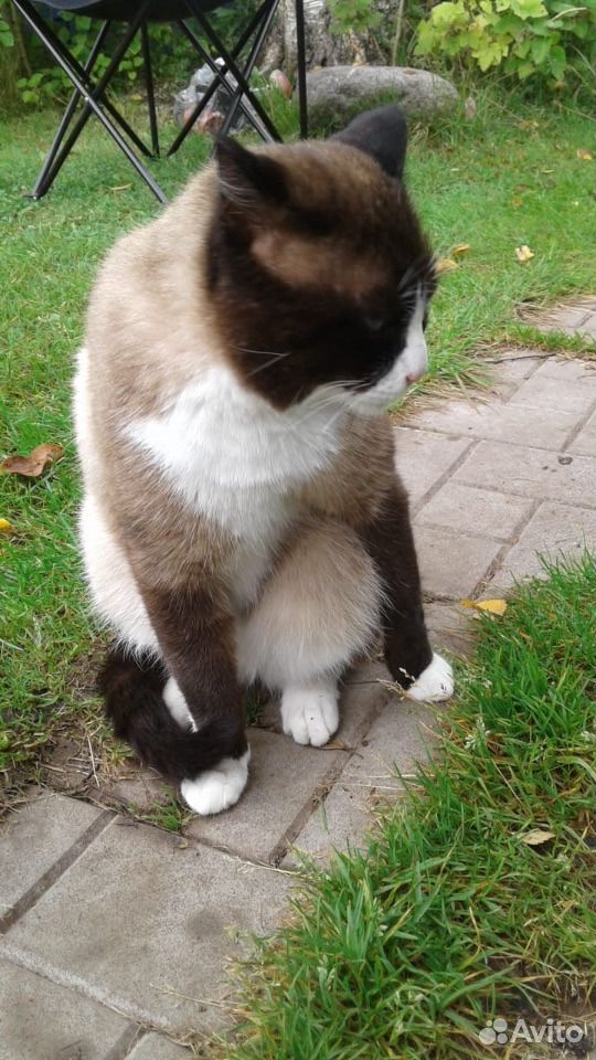 Красавец кот