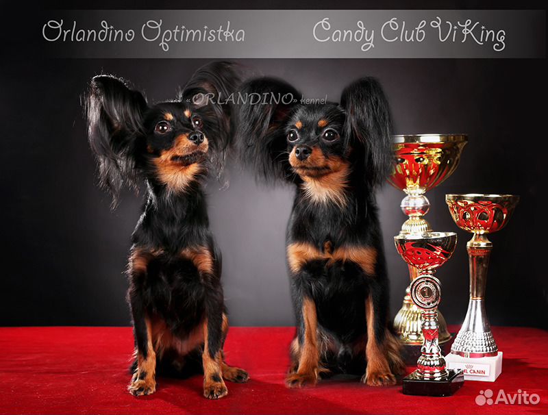 Щенки от красивых родителей. РКФ