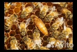 Пчелопакеты, Пчеломатки. Бакфаст, Карника. отводки