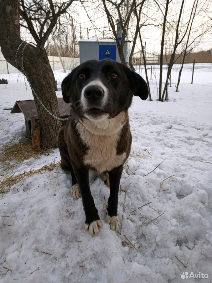 Собака в доьрые руки