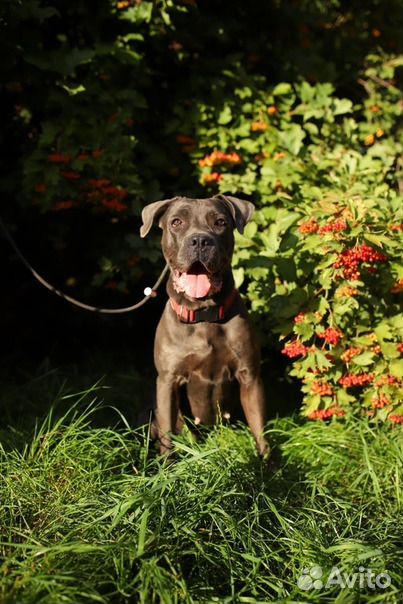 Шера ищет семью и дом