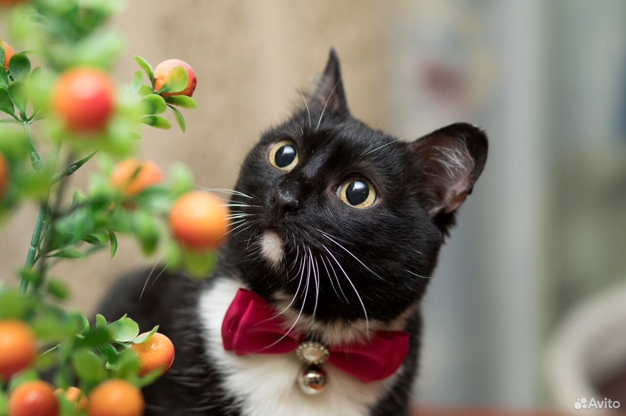 Кошечка Моника