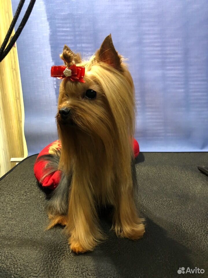 Вязка йоркширского терьера