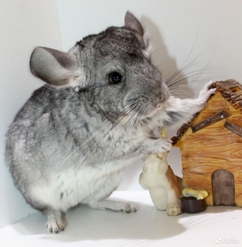 Стандарт бархатный девочка шиншилла