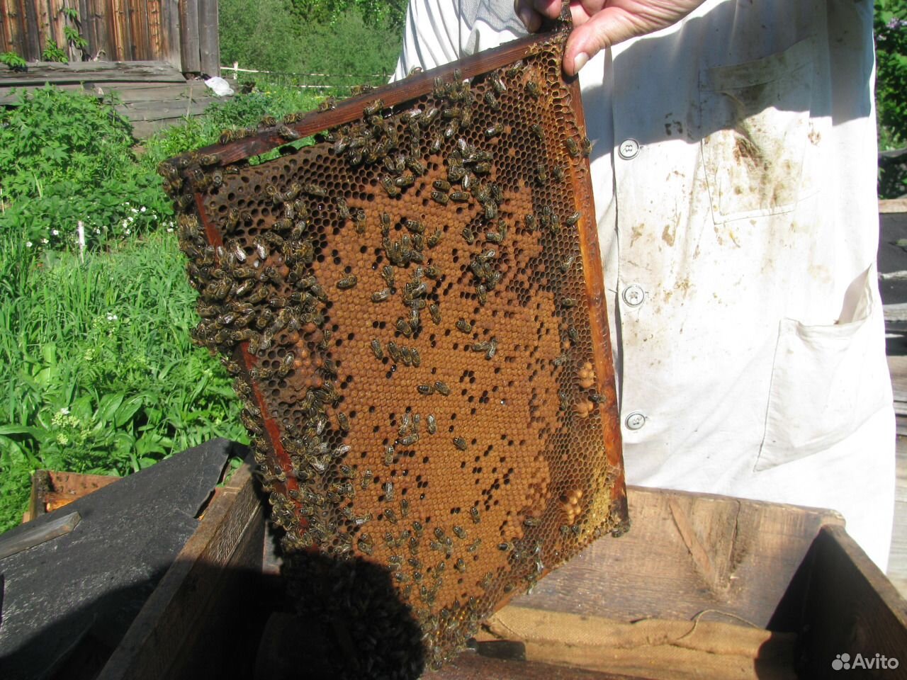 Пчелосемьи